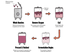 What is Malolactic Fermentation? A Complete Guide – McLaren Vale Cellars