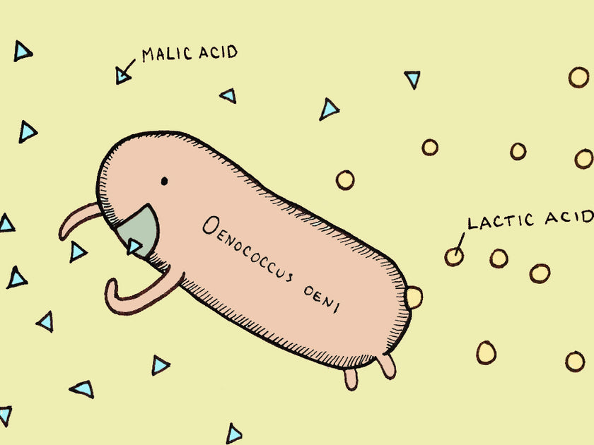 Wine Fermentation Techniques: A Complete Guide – McLaren Vale Cellars