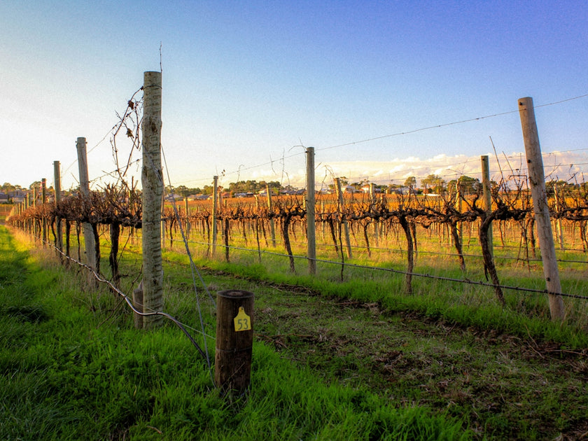 A Guide to Sweet Red Wines Types and Flavors – McLaren Vale Cellars
